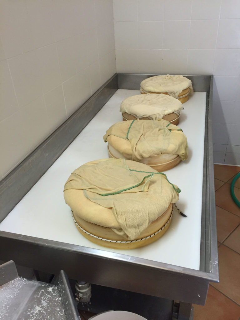 Latte e lavorazione Formaggio Silter Dop (11) - Consorzio Tutela ...